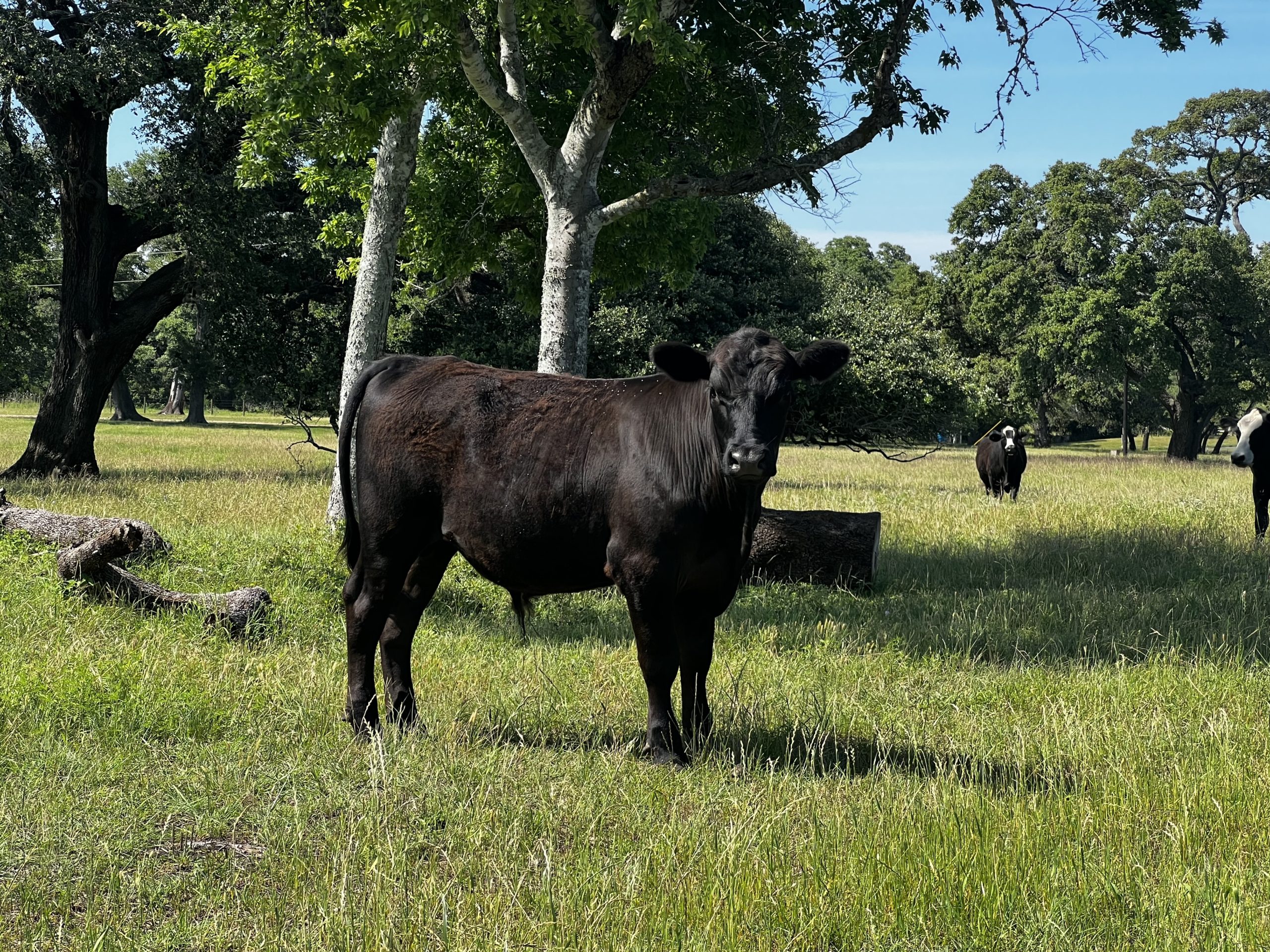 Custom Beef - Give Back Beef